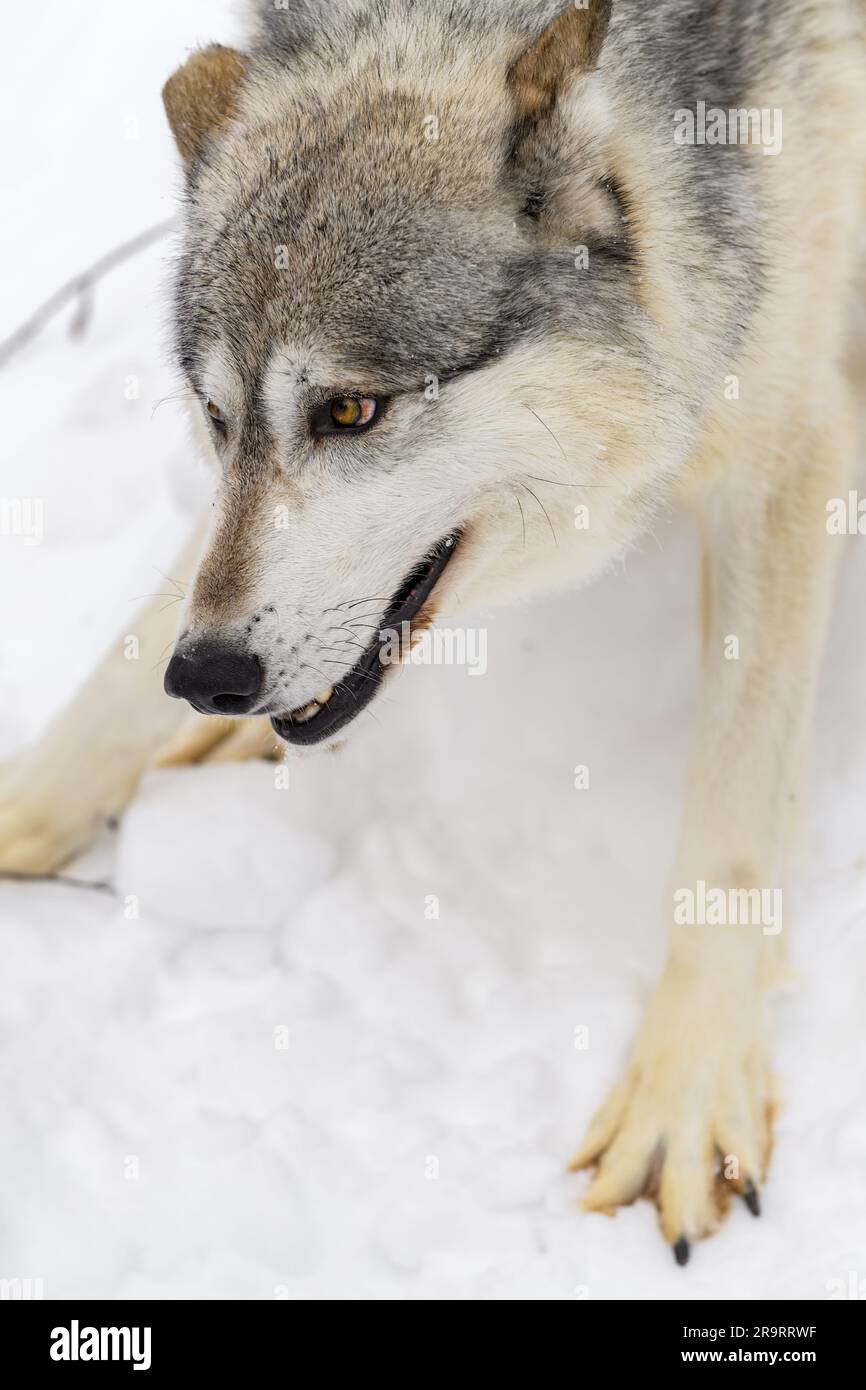 Wolf Back Paws Gray Wolves, Once Nearly Extinct, Could Be Coming Back