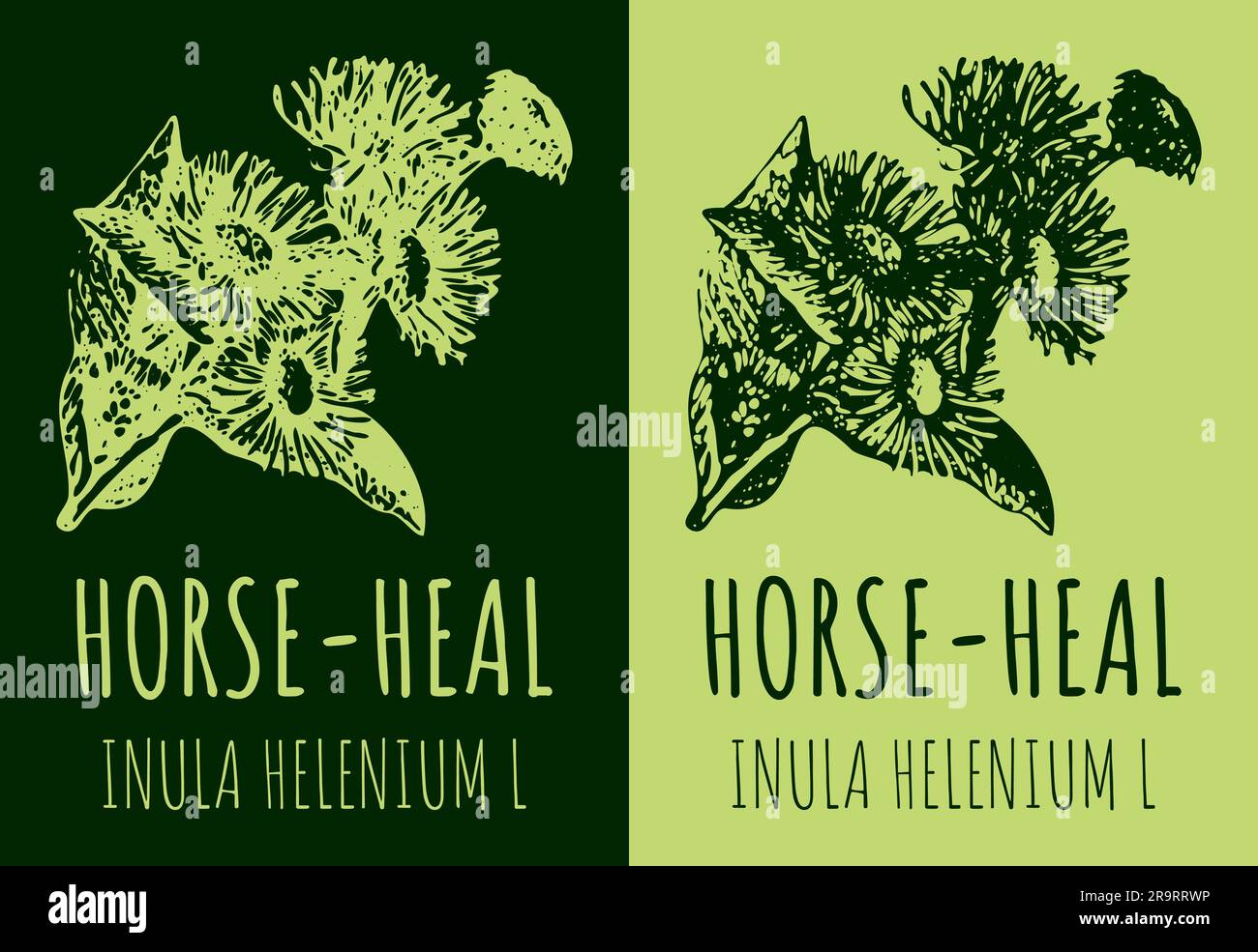 Drawings ELECAMPANE. Hand drawn illustration. Latin name Inula helenium ...