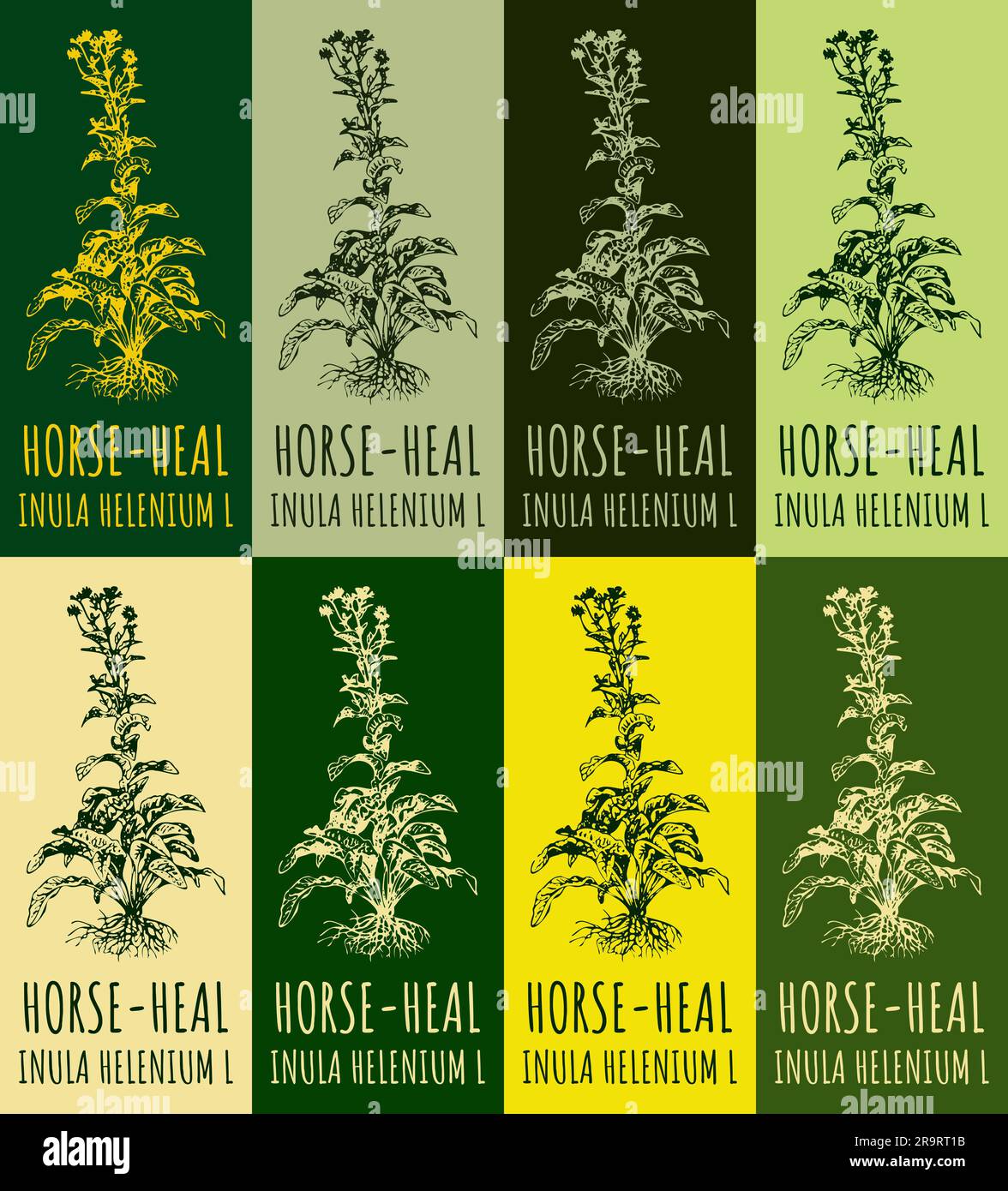 Set of drawing of ELECAMPANE in various colors. Hand drawn illustration ...
