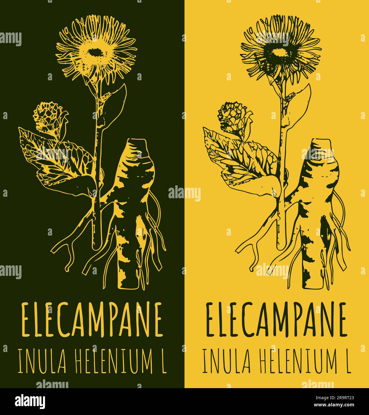 Drawings ELECAMPANE. Hand drawn illustration. Latin name Inula helenium ...