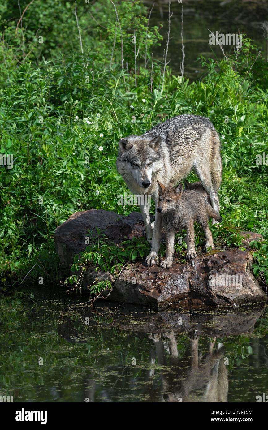 Grey Wolf (Canis lupus) and Pup Stand Side By Side on Rock Summer ...