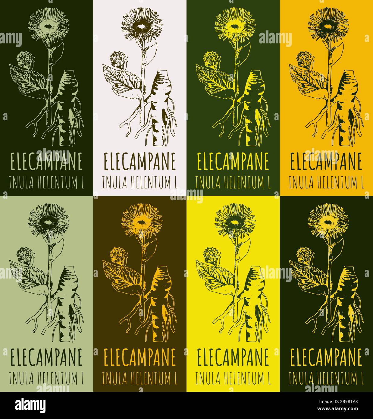 Set of drawing of ELECAMPANE in various colors. Hand drawn illustration ...