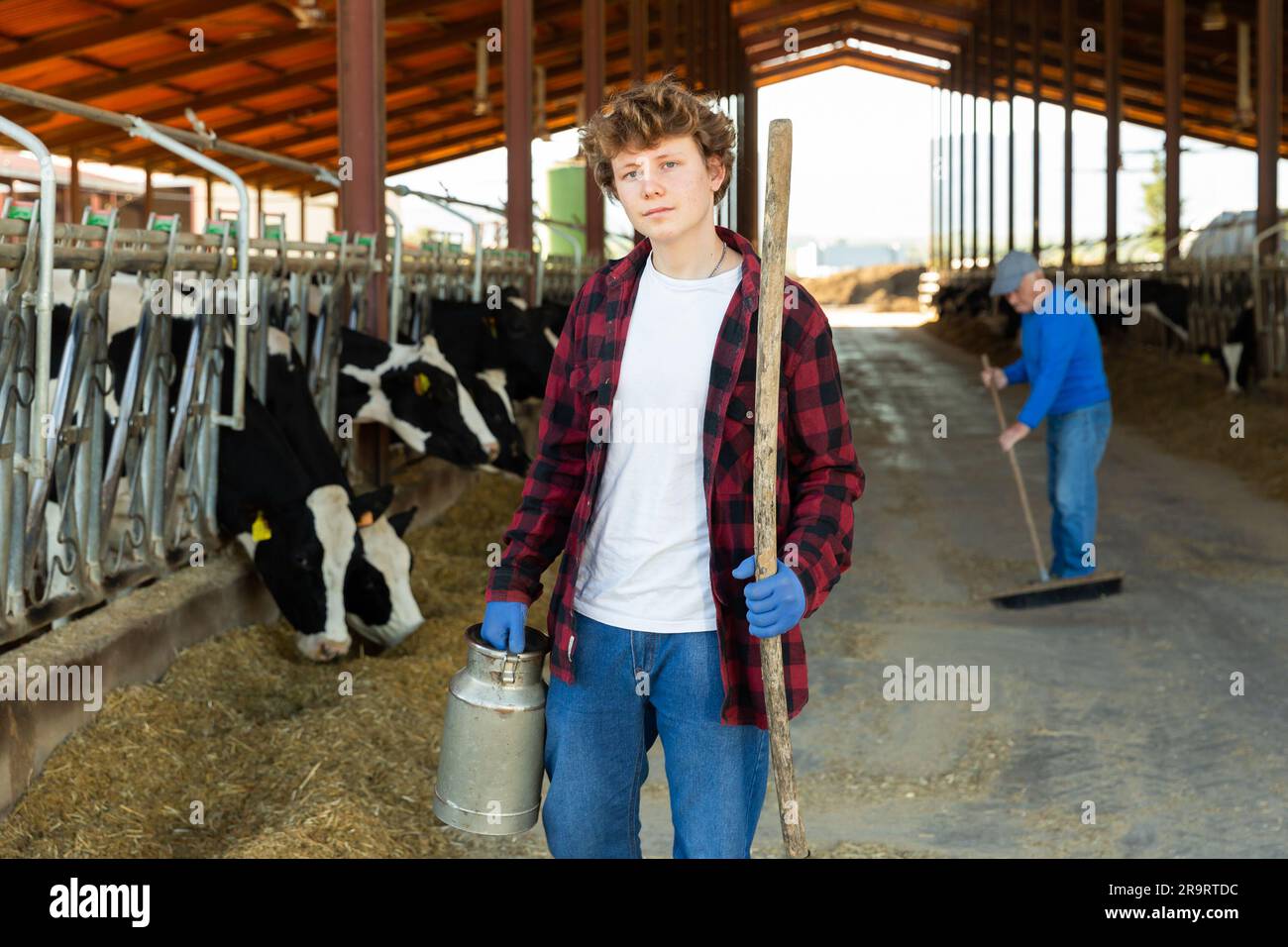Teenage farm worker walking in cowshed with pitchforks and milk can ...