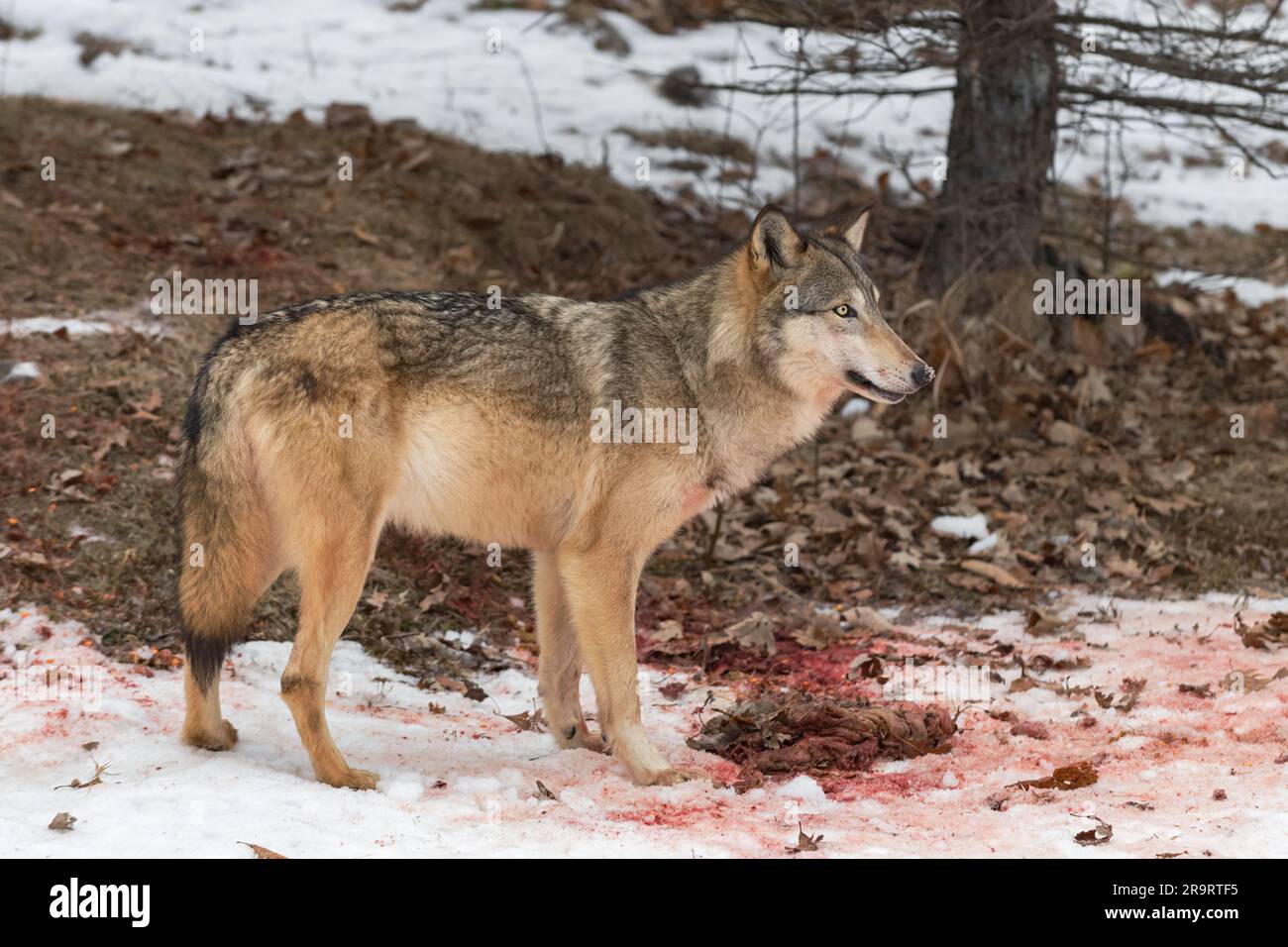 Grey Wolf (Canis lupus) Stands Next to White-Tail Deer Gut Pile Winter ...