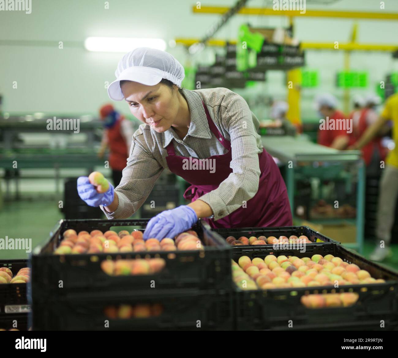 Hired farm worker checks and sorts peaches in warehouse Stock Photo - Alamy