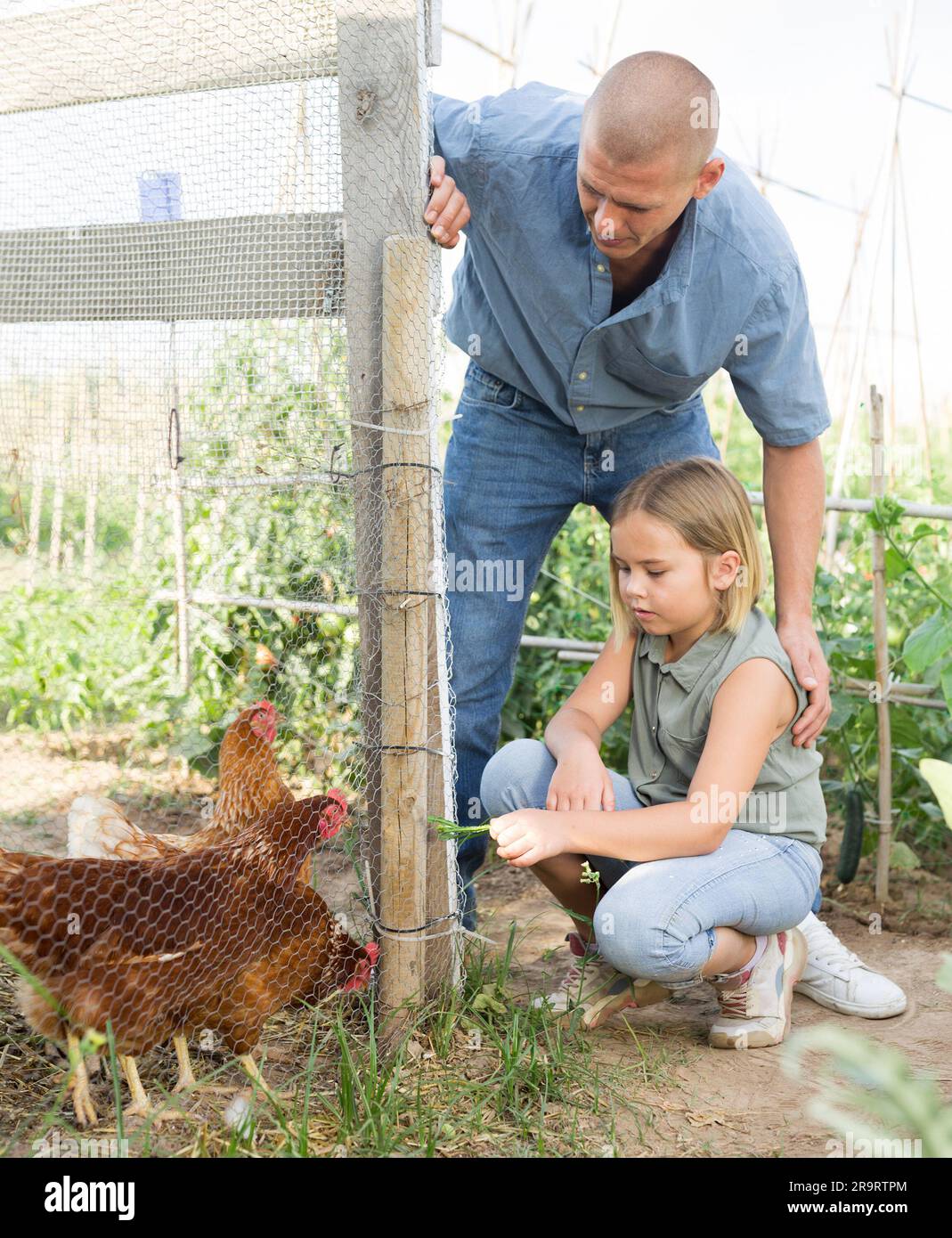 Dad and daughter feeding chickens Stock Photo - Alamy