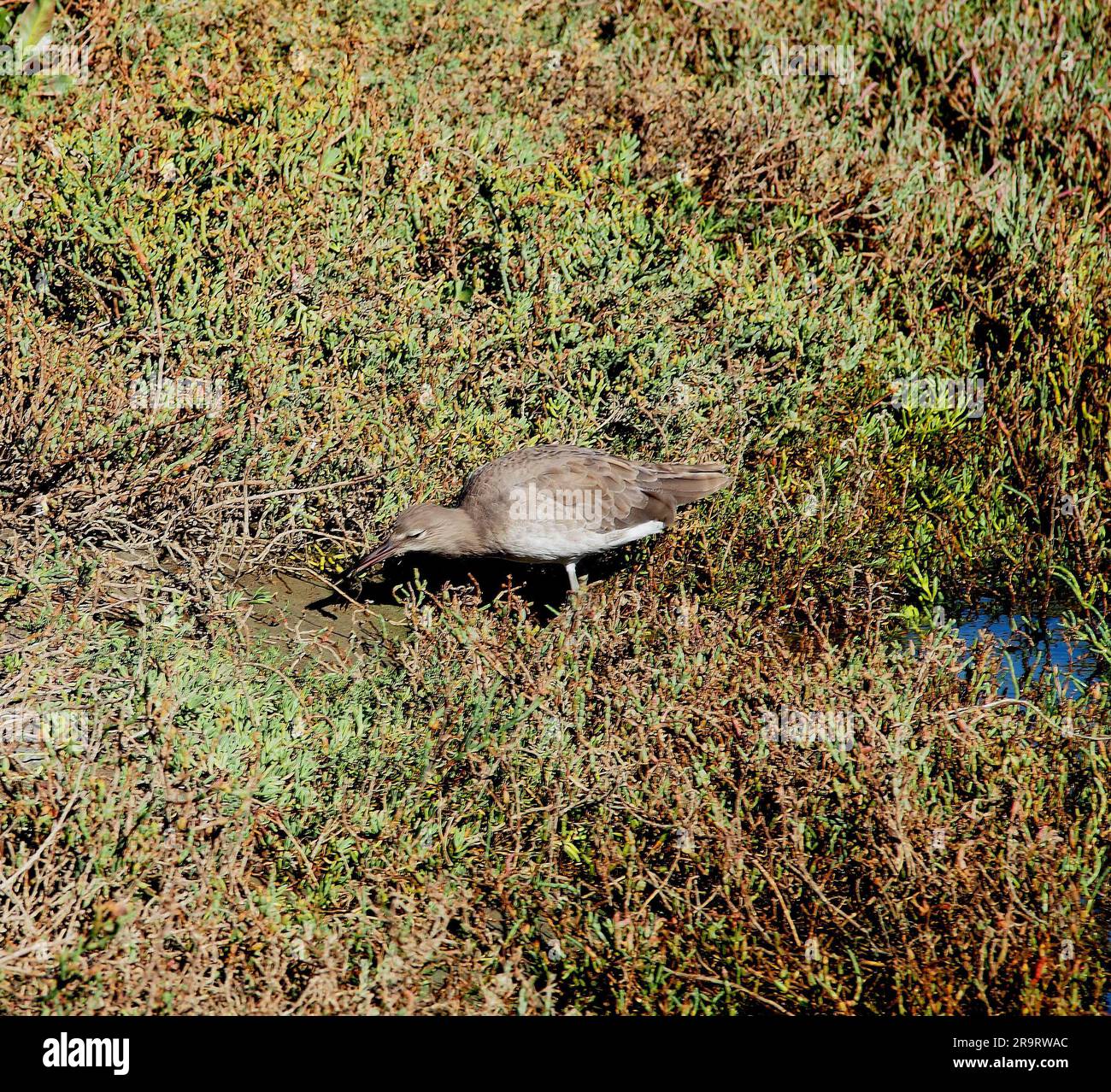 Pickleweed california hi-res stock photography and images - Alamy
