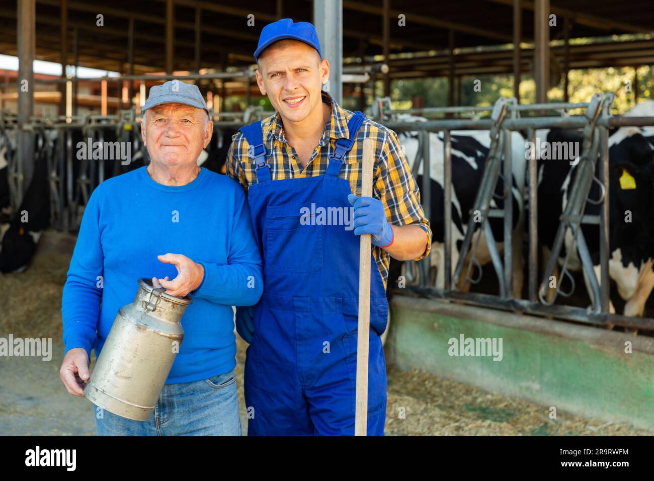 Elderly dairy farm owner with adult son posing in stall with cows Stock ...