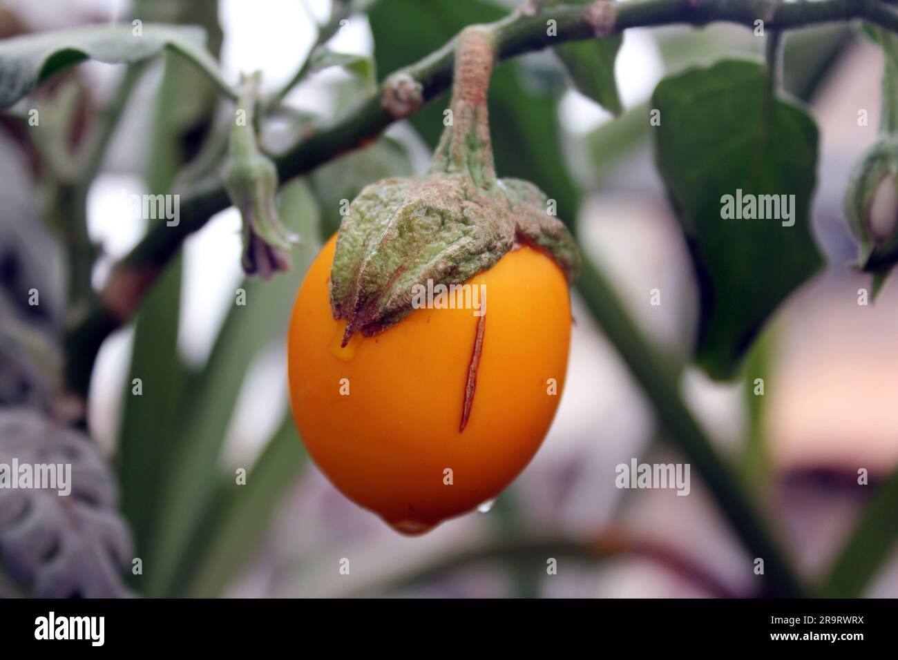 Brinjal art hi-res stock photography and images - Alamy