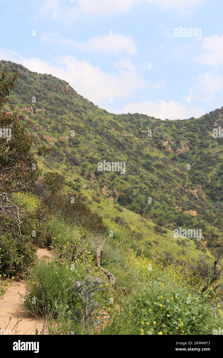 A scenic landscape featuring a rolling hill covered in lush green ...