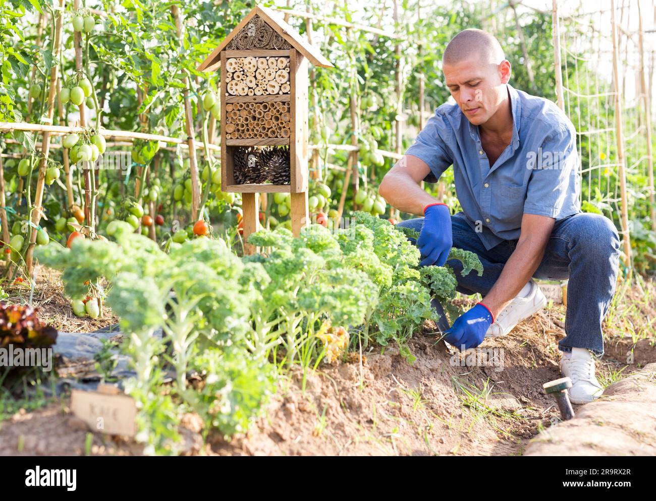 Organic farmer working in his garden Stock Photo - Alamy
