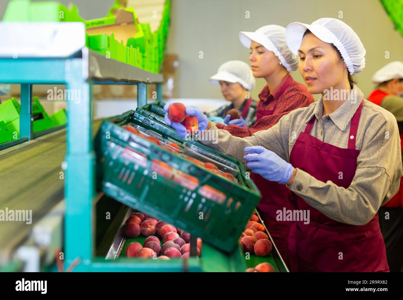 Women in fruit packing warehouse hi-res stock photography and images ...