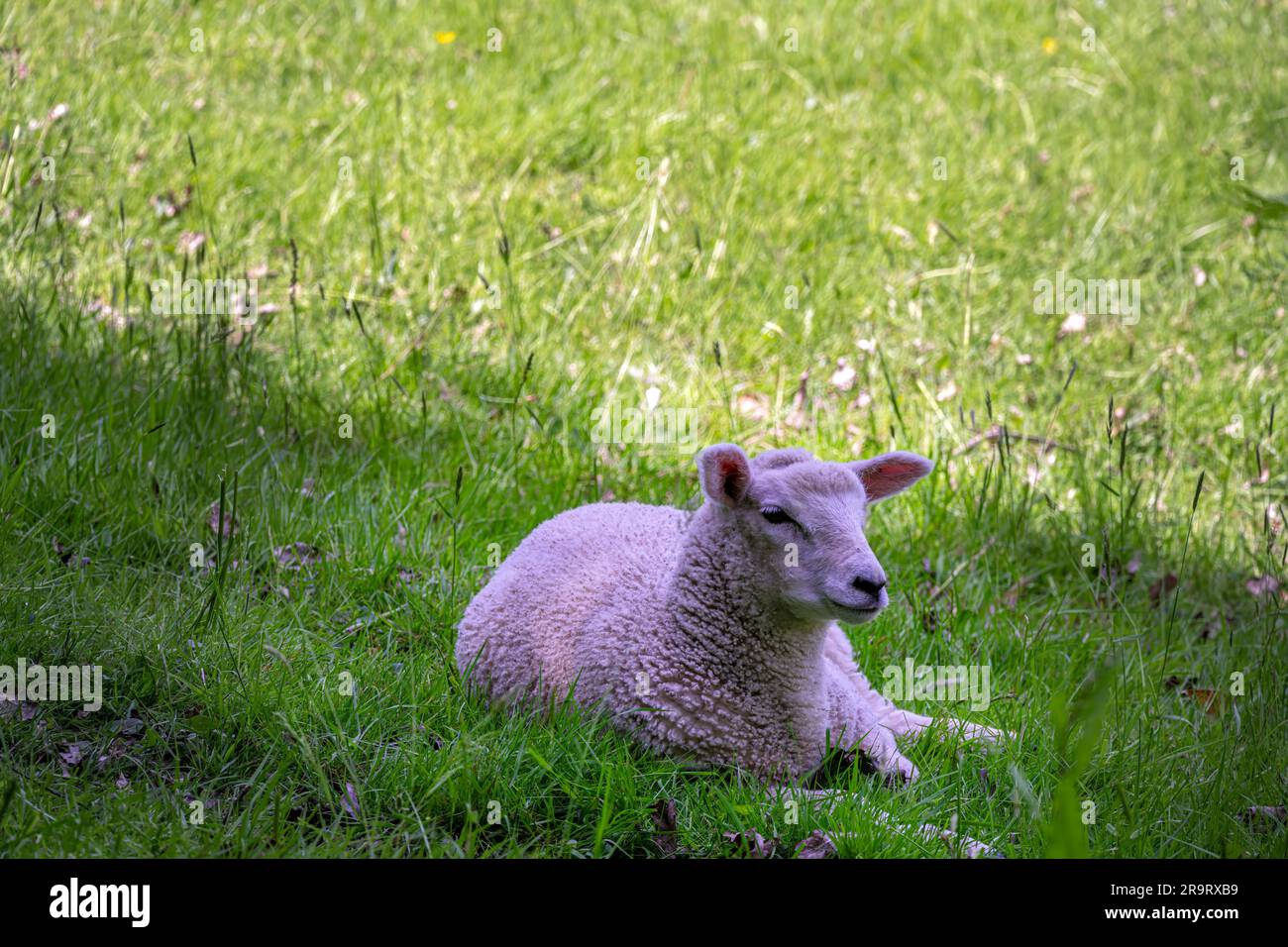 Little white lamb in a field in spring Stock Photo - Alamy