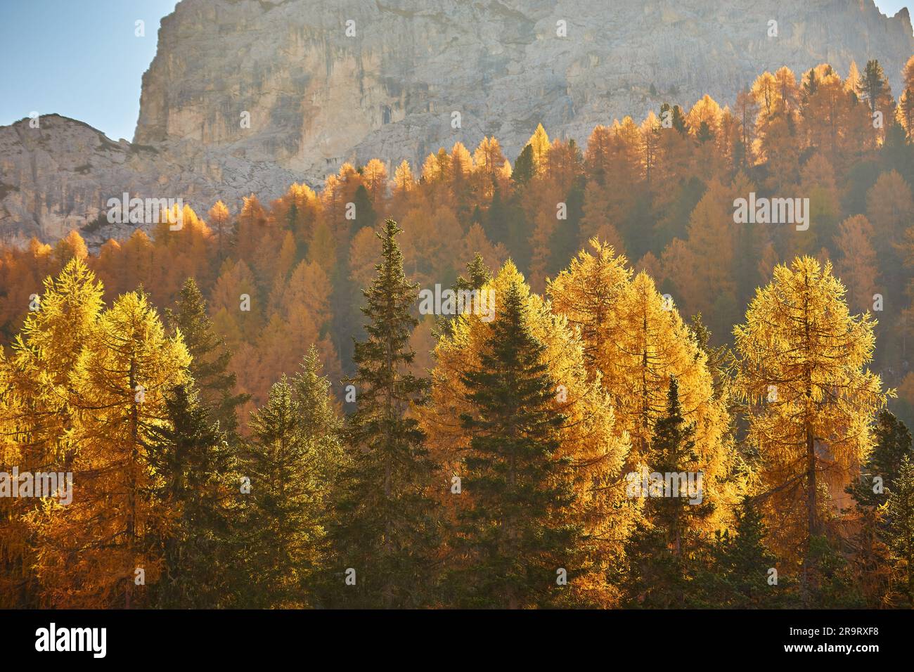 Orange Autumn Larch trees forest with fog above. Autumn or Fall forest ...