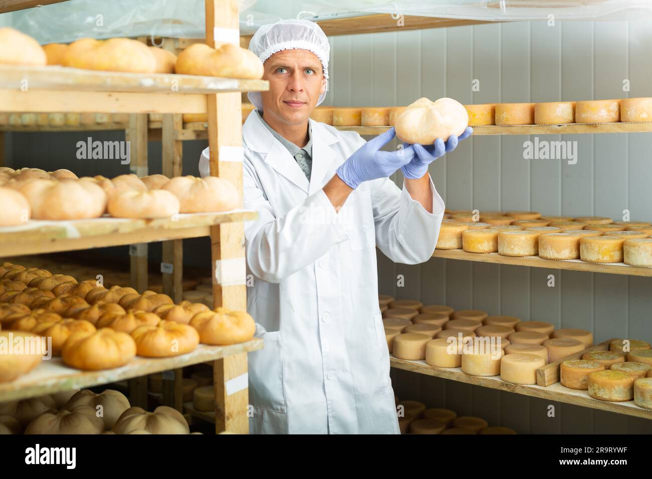 Cheese maker controlling maturing process of cheese wheels Stock Photo ...