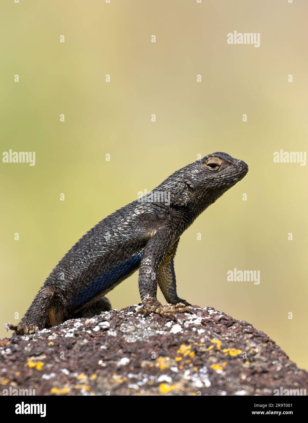 A close up photo of a small lizzard standing up on its front legs on a ...