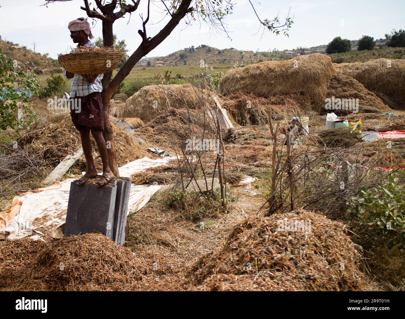 India, Vellore - February 1, 2016: Harvest season, threshing beans ...