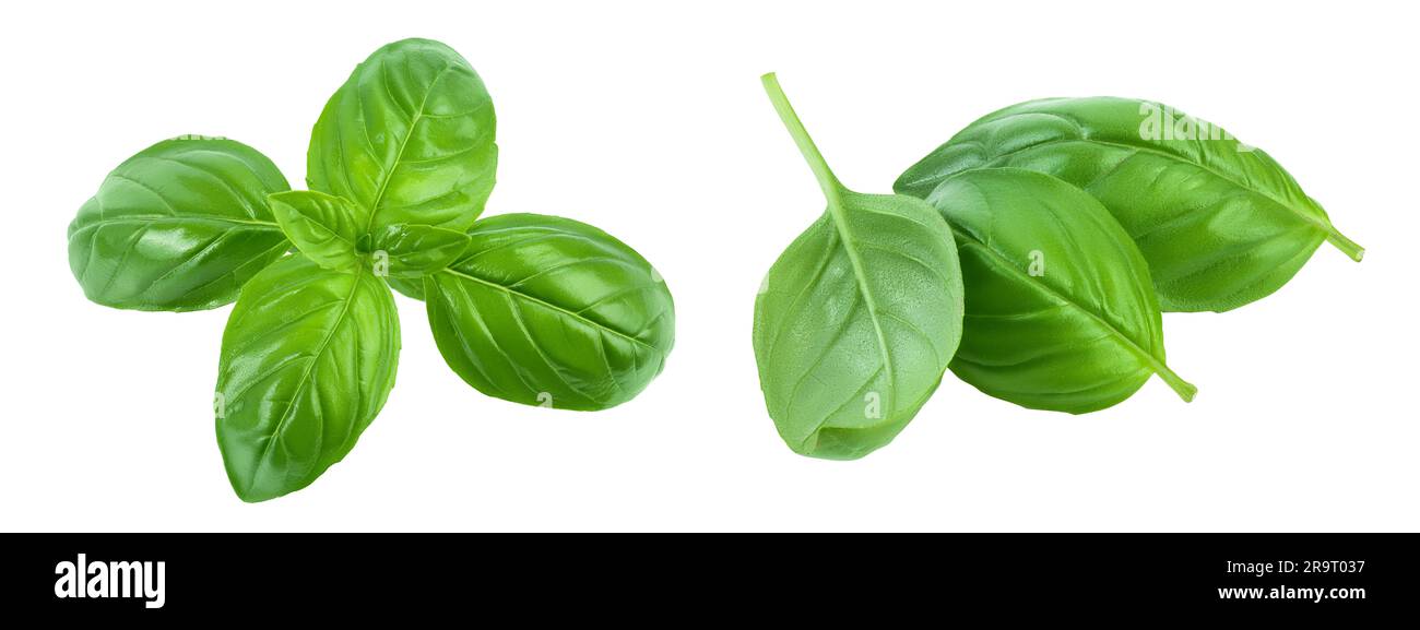 Fresh basil leaf isolated on white background with full depth of field ...