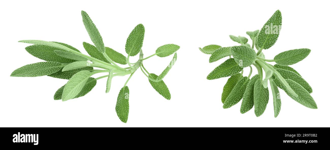 fresh sage herb isolated on white background with full depth of field ...