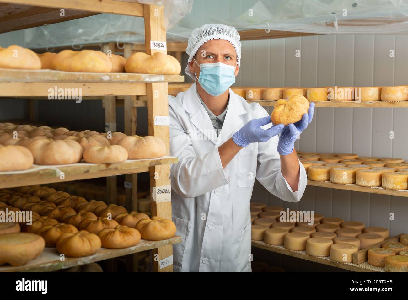 Cheesemaker checking aging process of goat cheese in maturing chamber ...