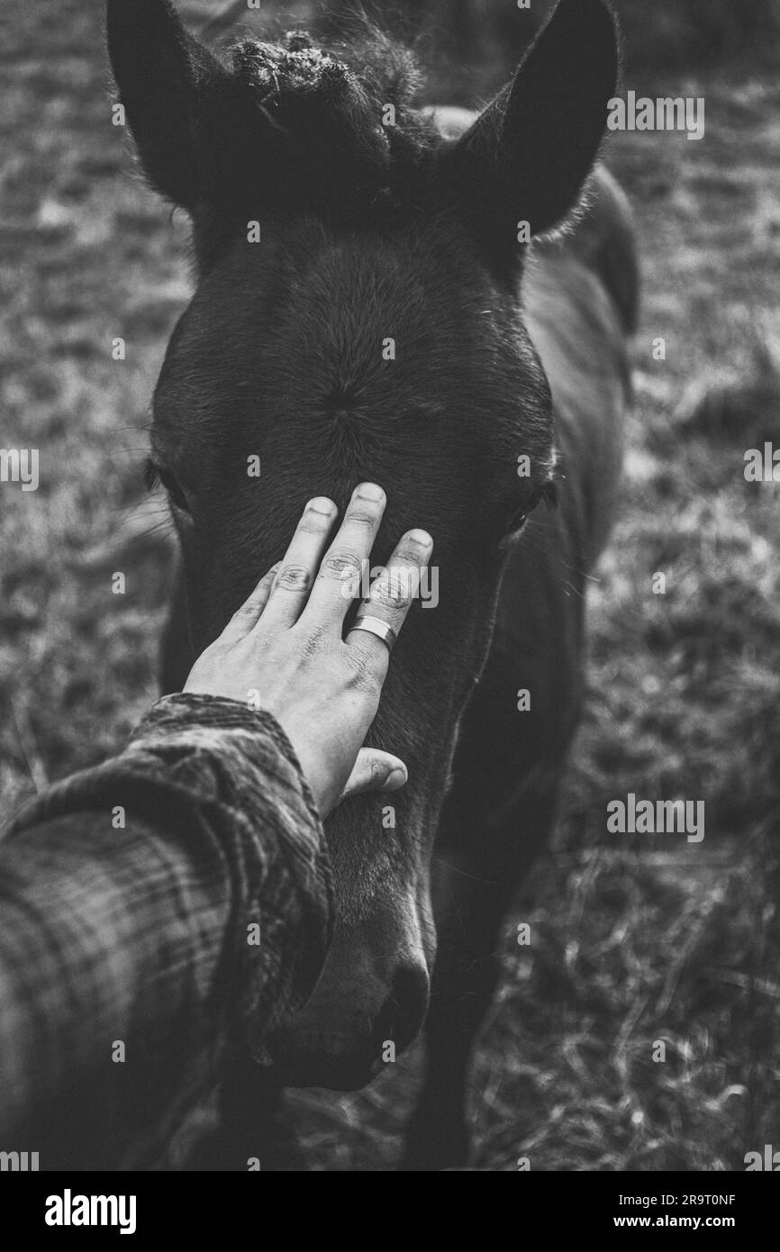 Human petting Black and White Stock Photos & Images - Alamy