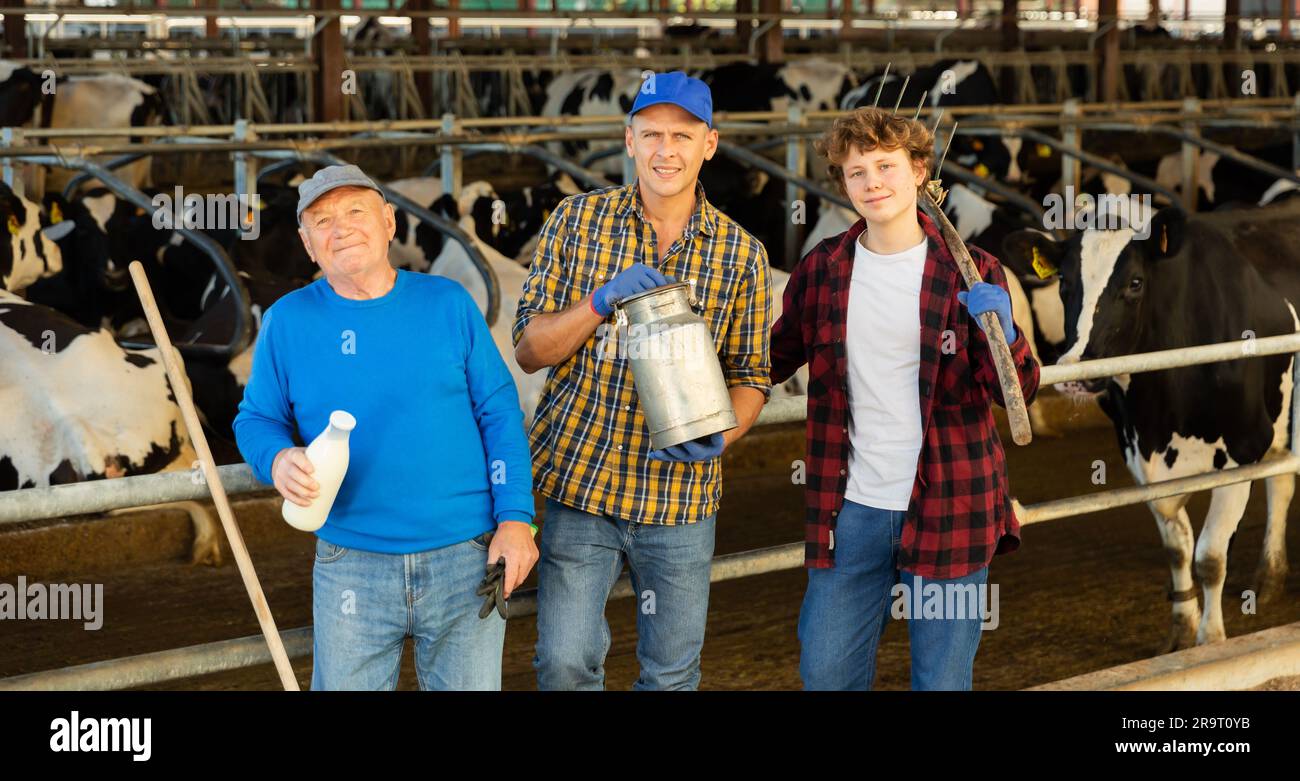 Portrait of three successful farmers at dairy farm with cows in stall ...