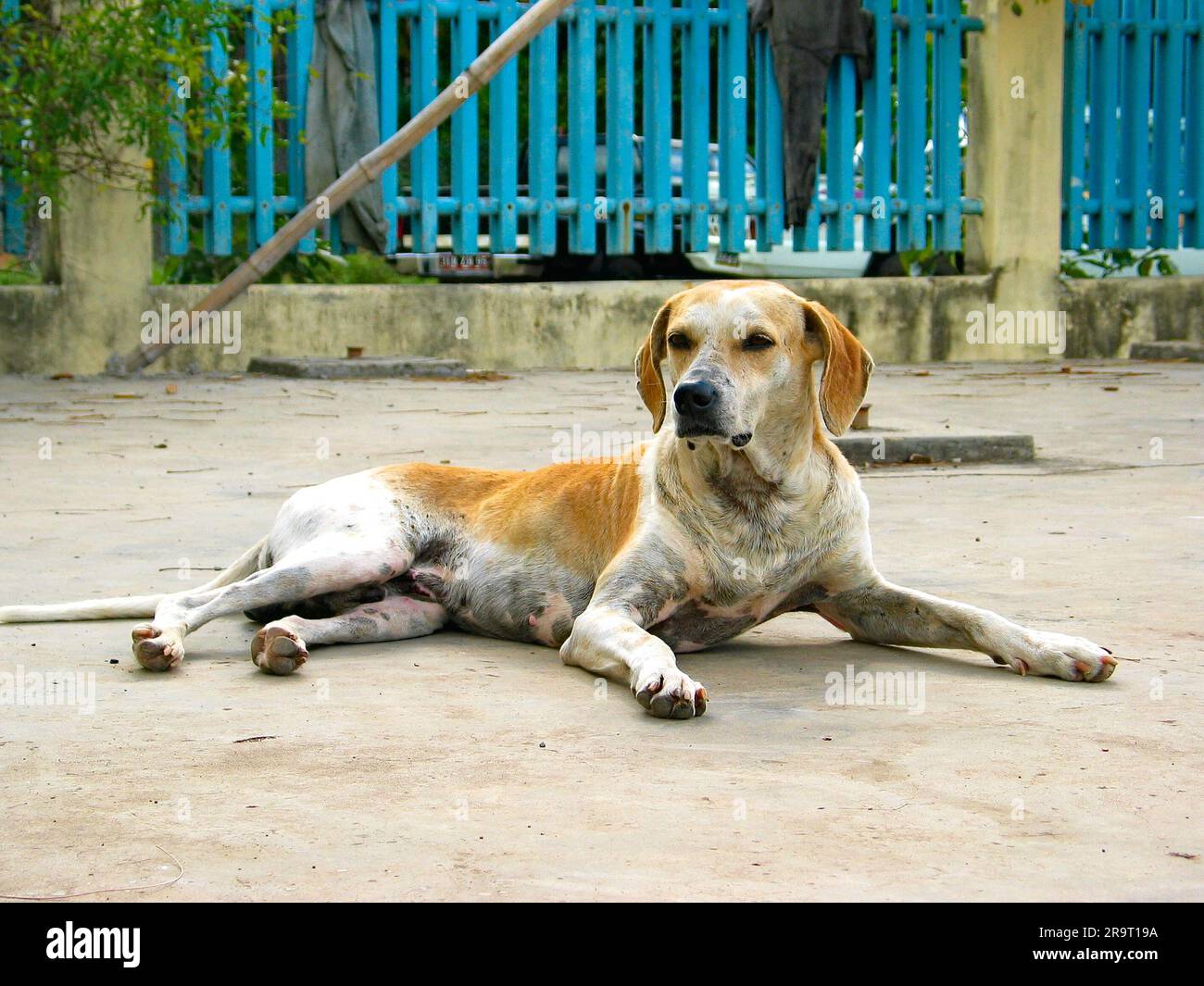 A feral dog in Mauritius and Rodrigues, Mascarenas, Indian Ocean Stock ...