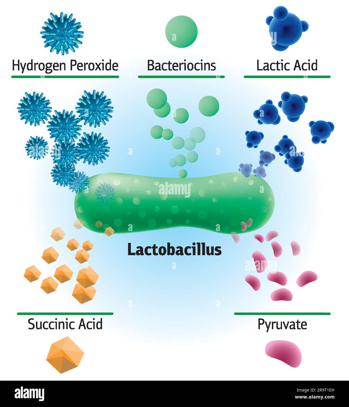 Chemical elements produced by lactobacillus, vector medical ...
