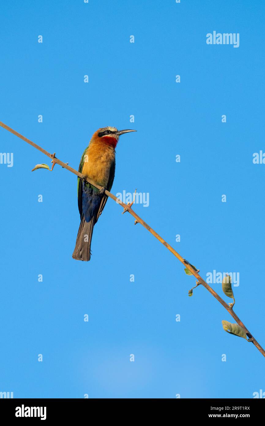 Zambia, South Luangwa. White-fronted bee-eater (WILD: Merops ...