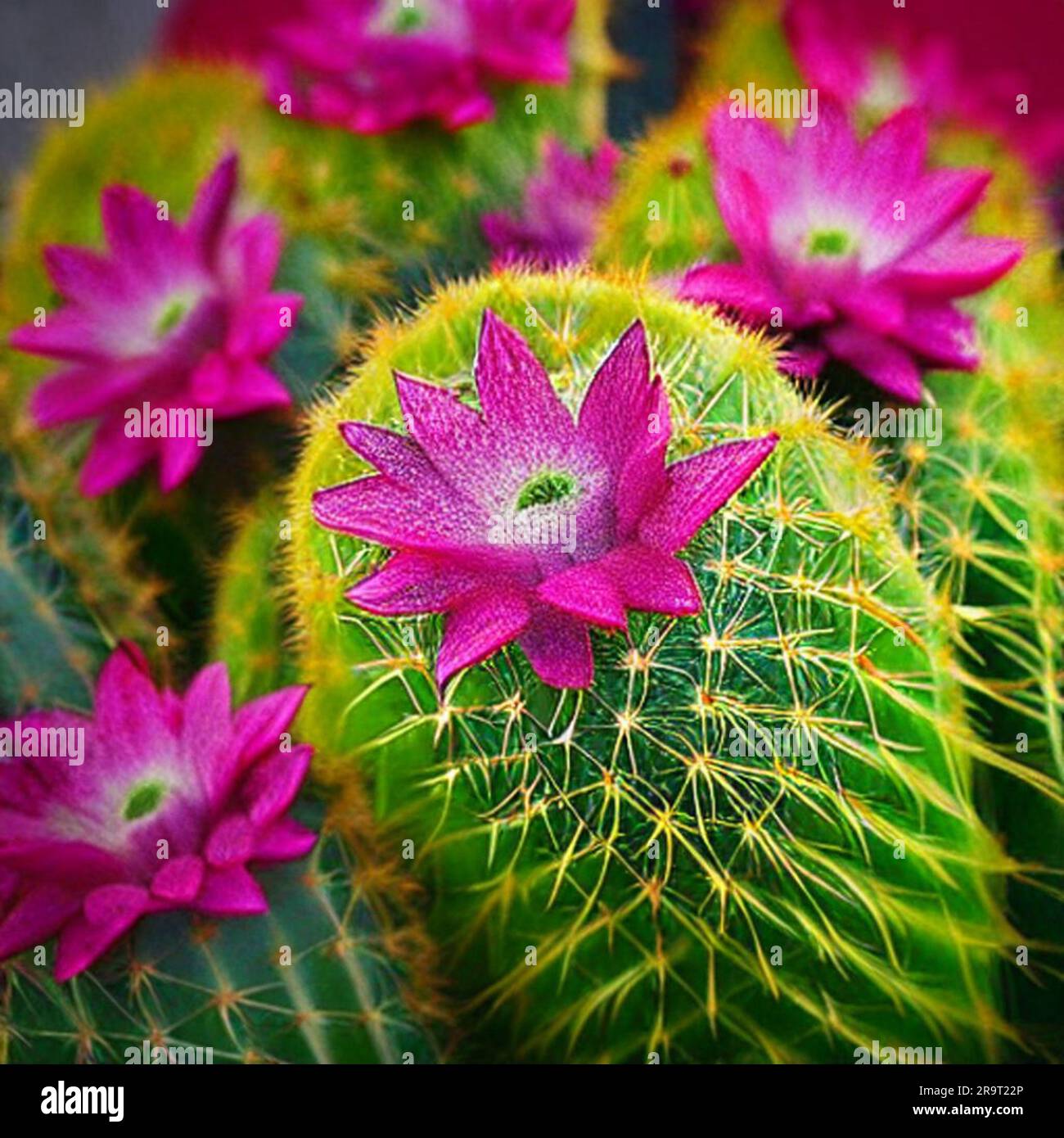 Amazing Cactus With Flower On Top Gallery