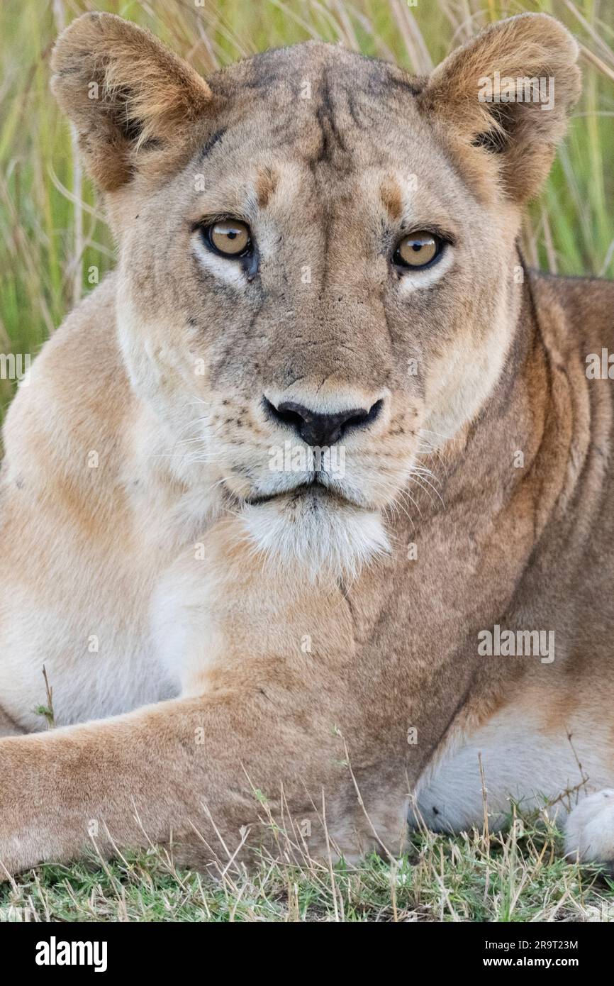 Zambia, South Luangwa NP. Lioness (WILD: Panthera leo Stock Photo - Alamy