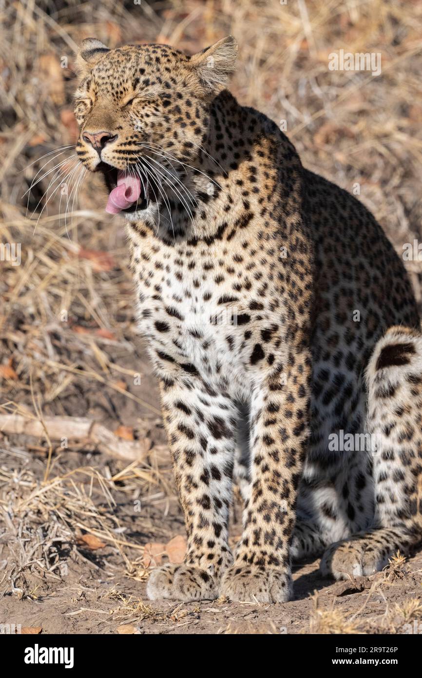 Zambia, South Luangwa National Park. Female leopard (WILD: Panthera ...
