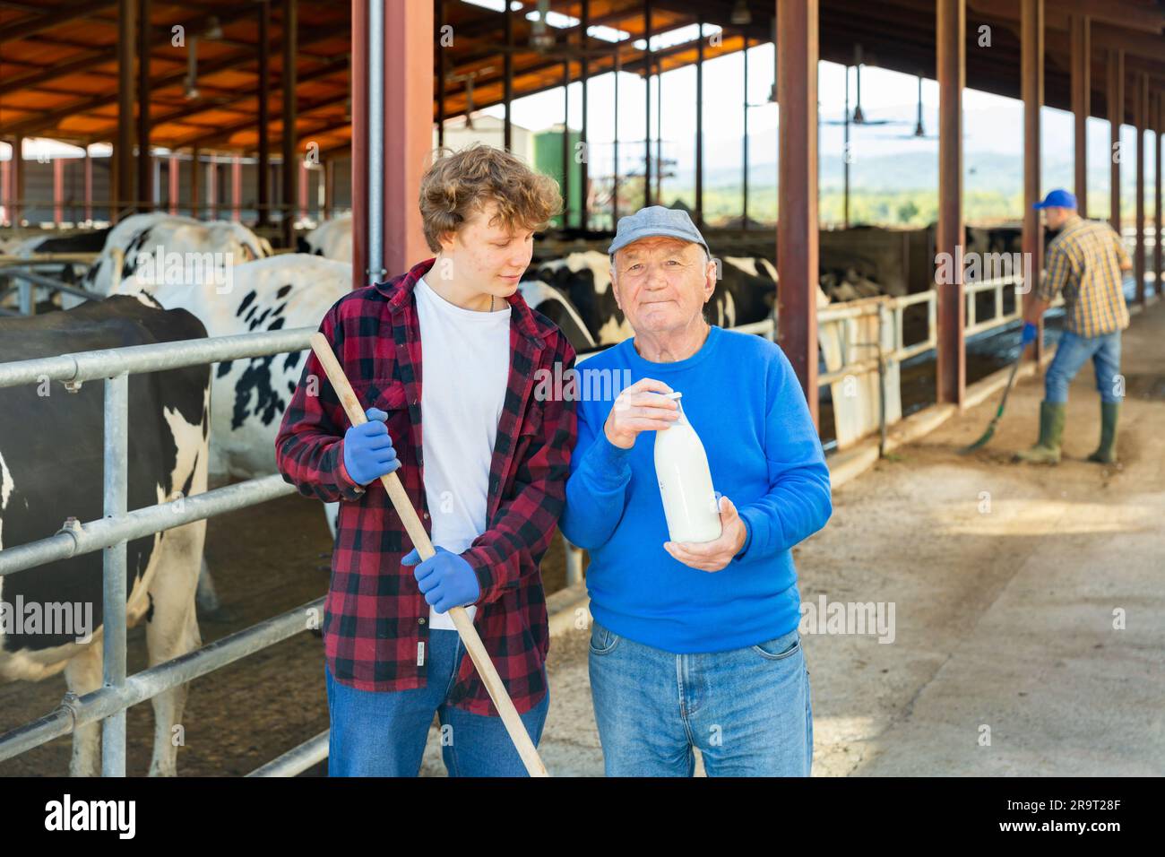 Positive aged man dairy farm owner standing with teen grandson near stalls with cows Stock Photo ...