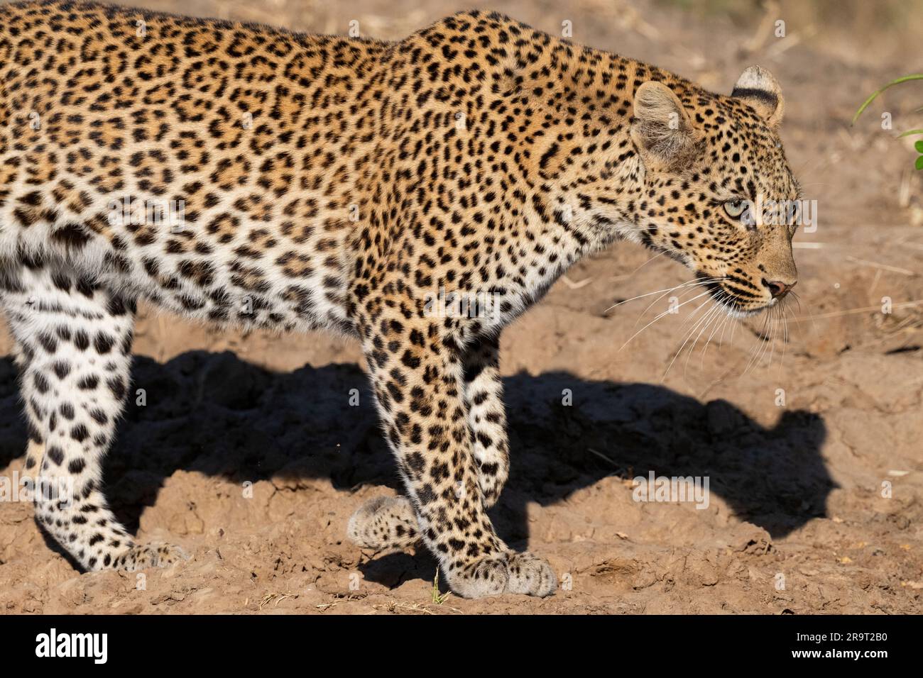 Zambia, South Luangwa National Park. Female leopard (WILD: Panthera ...