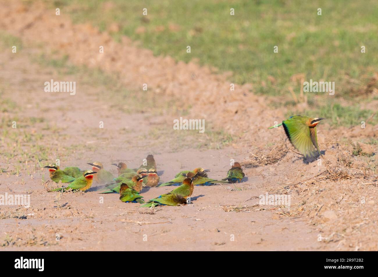 Zambia, South Luangwa. Flock of White-fronted bee-eaters (WILD: Merops ...