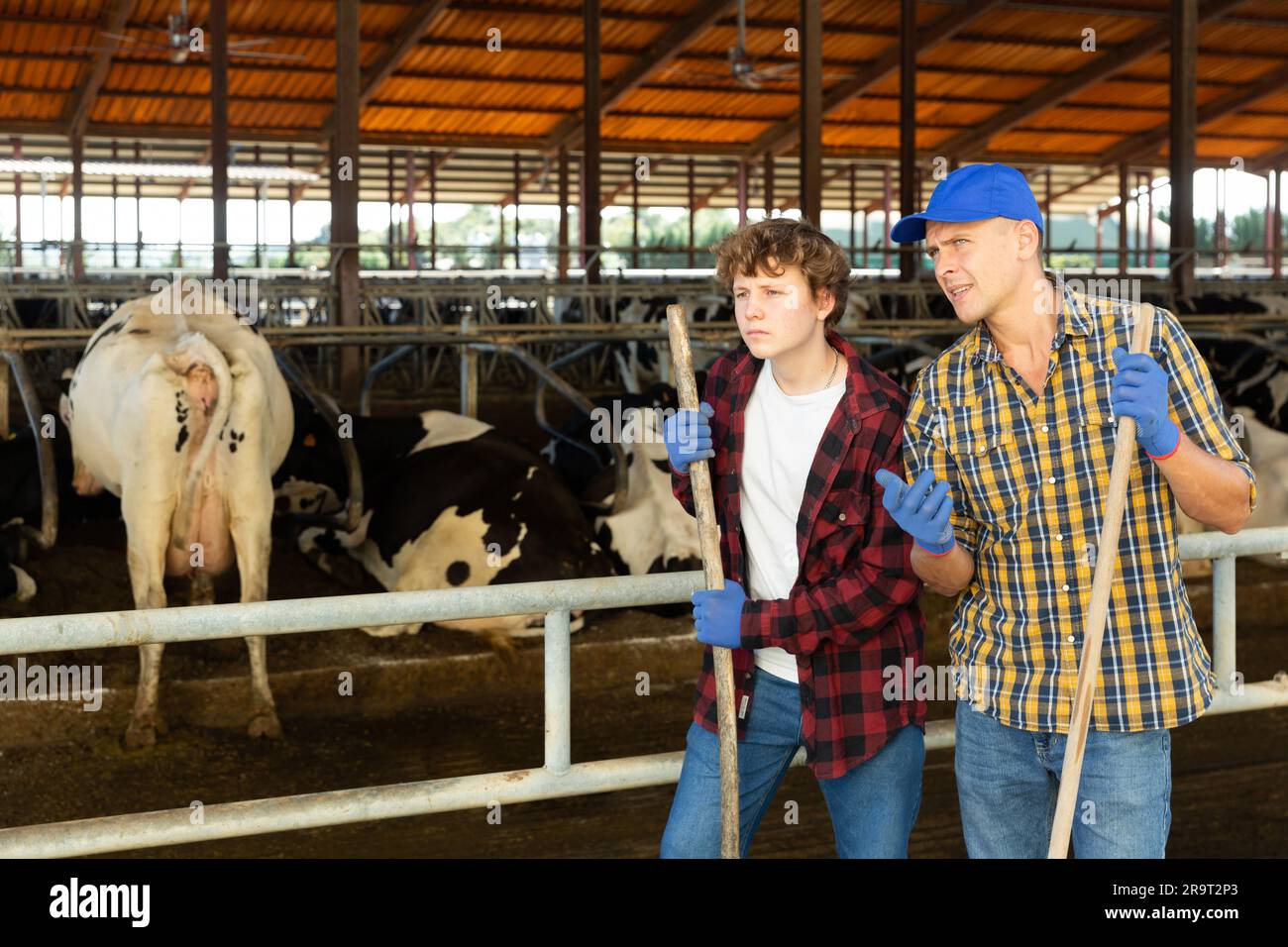 Farmers talking in cowhouse Stock Photo - Alamy