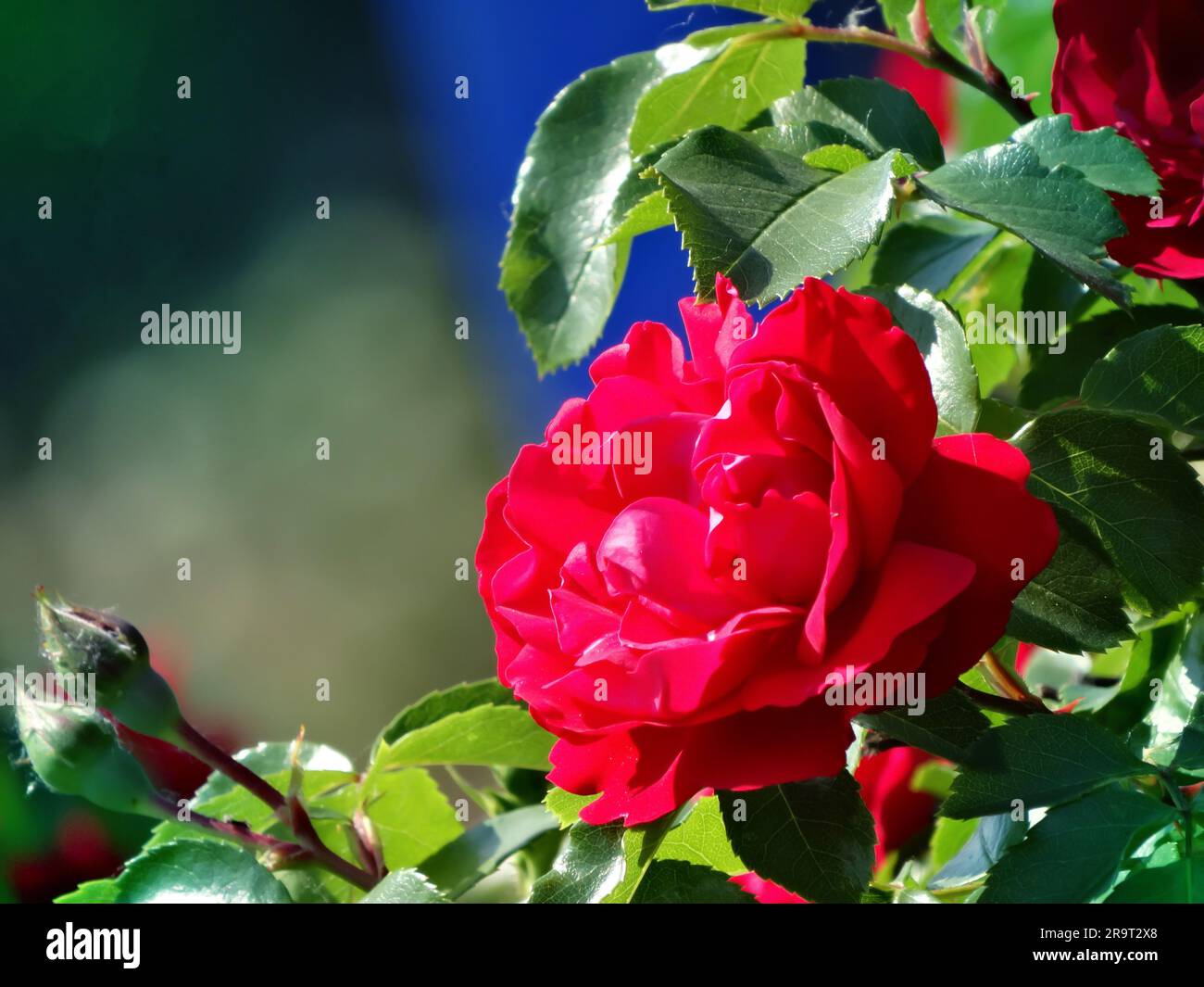 Chinesis hi-res stock photography and images - Alamy