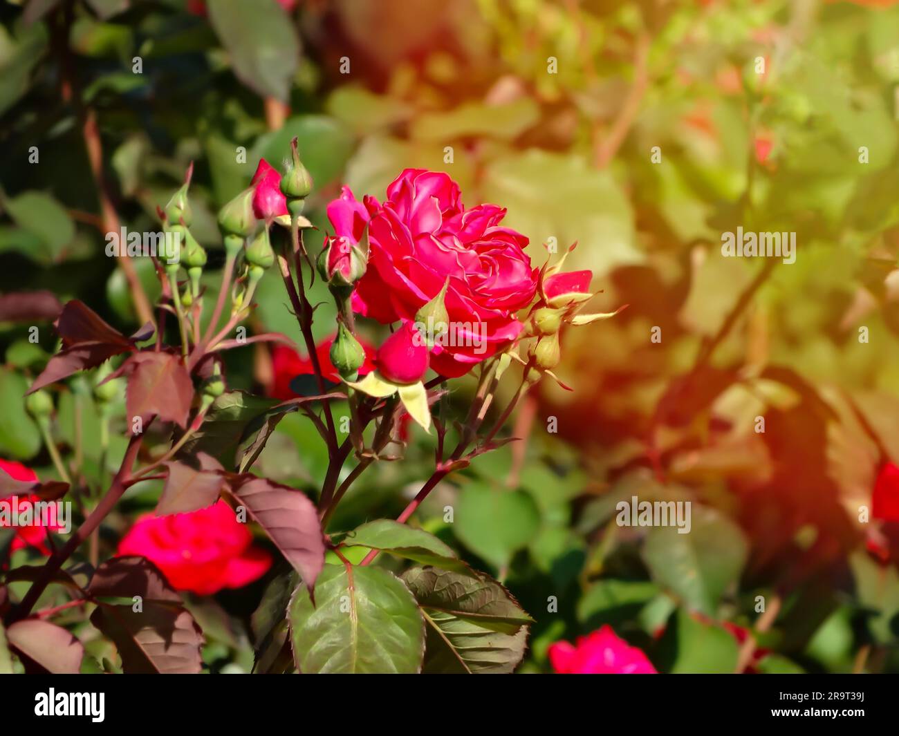 Shrub rose 'Deep impression' flowering with large, fully double, deep ...