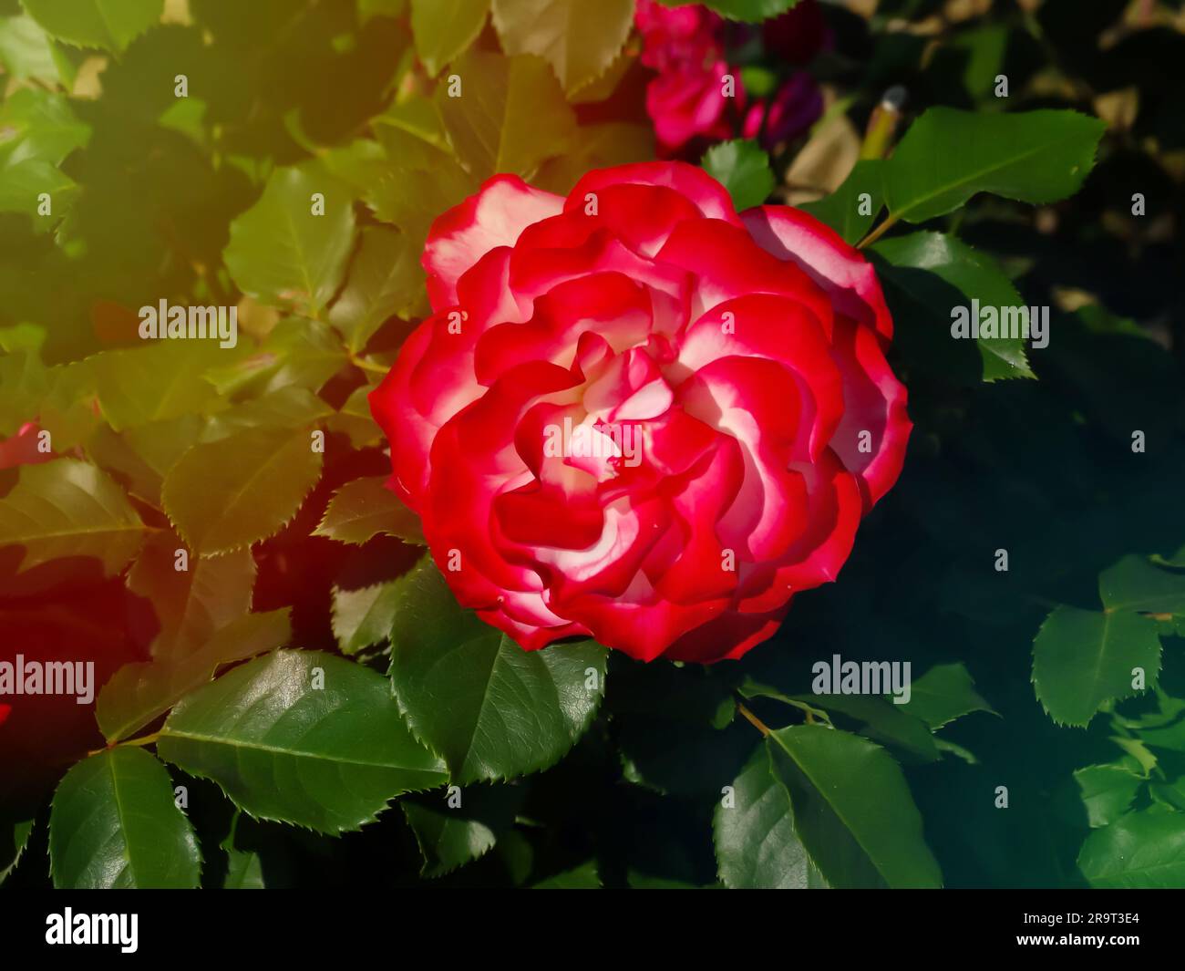 Pink rose flower var. Erotica. Fragrant Floribunda Rose blooms. Medium ...