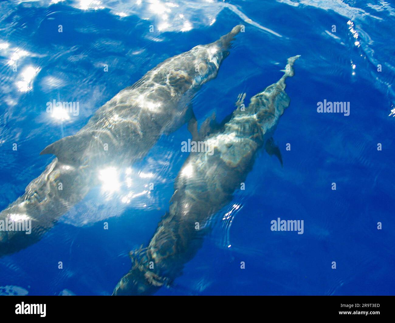Two playful dolphins in clear turquoise blue ocean water Stock Photo ...