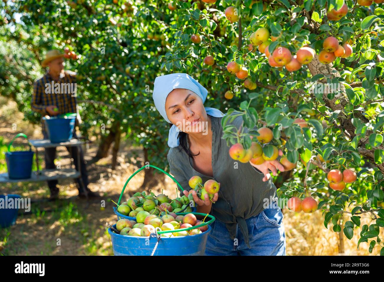 Harvesting of pears in garden Stock Photo - Alamy