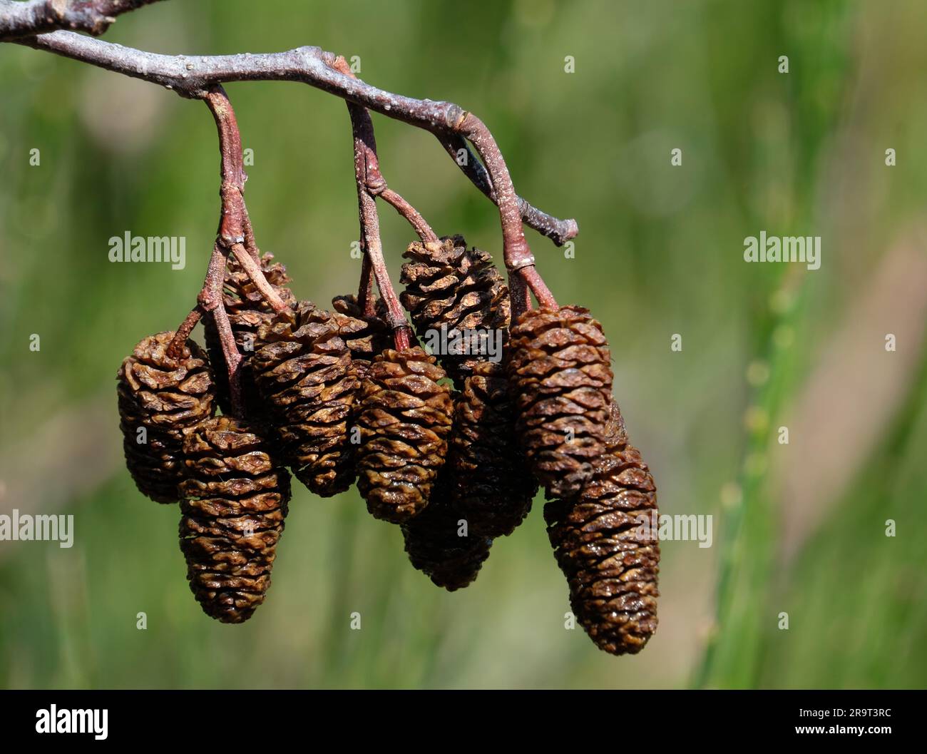 Oregon alder hi-res stock photography and images - Alamy