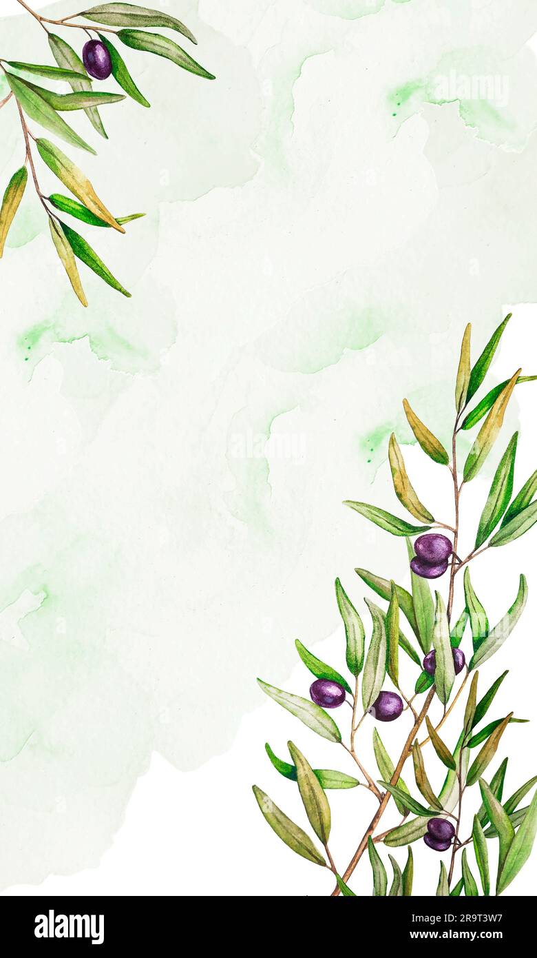 Watercolor card with olive tree branch and black olives. Botanical ...