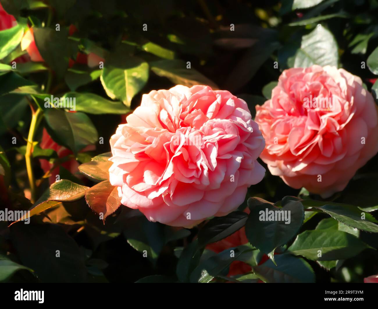 Rose flower on background blurry pink roses flower in the garden of ...