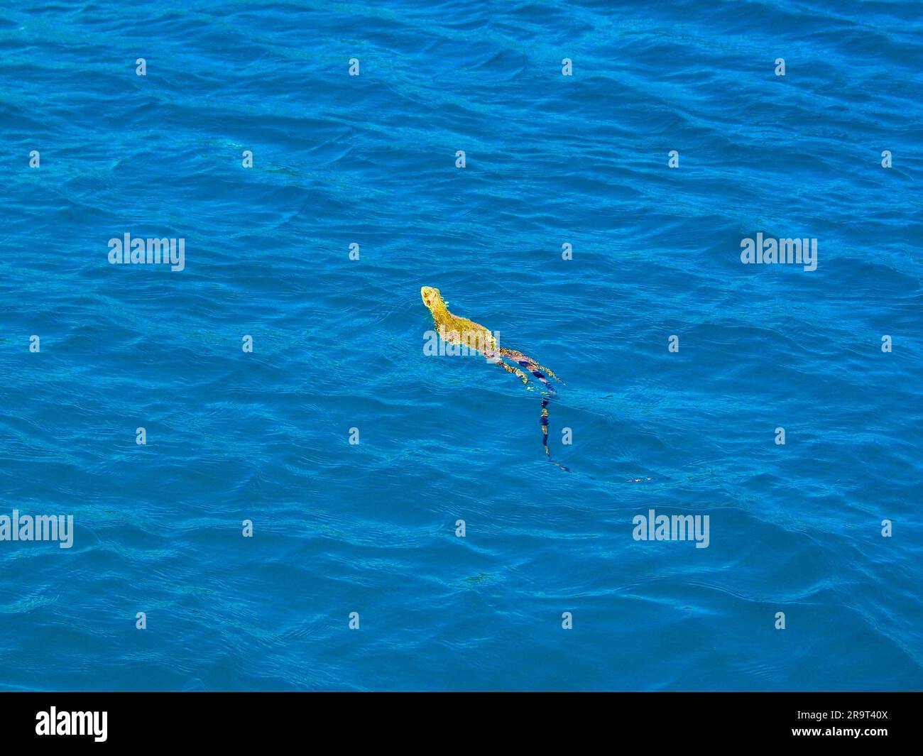 A lizard (Iguana) swimming in turquoise water, Guadeloupe, Lesser ...