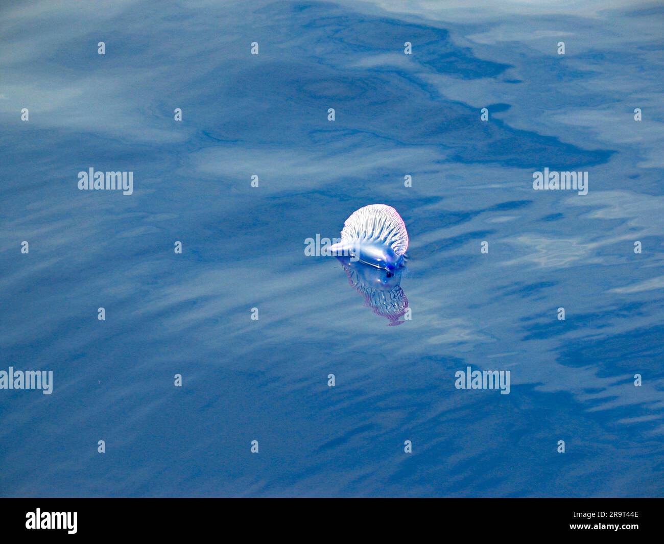 Portuguese man o'war / Blue Bottle / (Physalia physalis), a dangerous ...