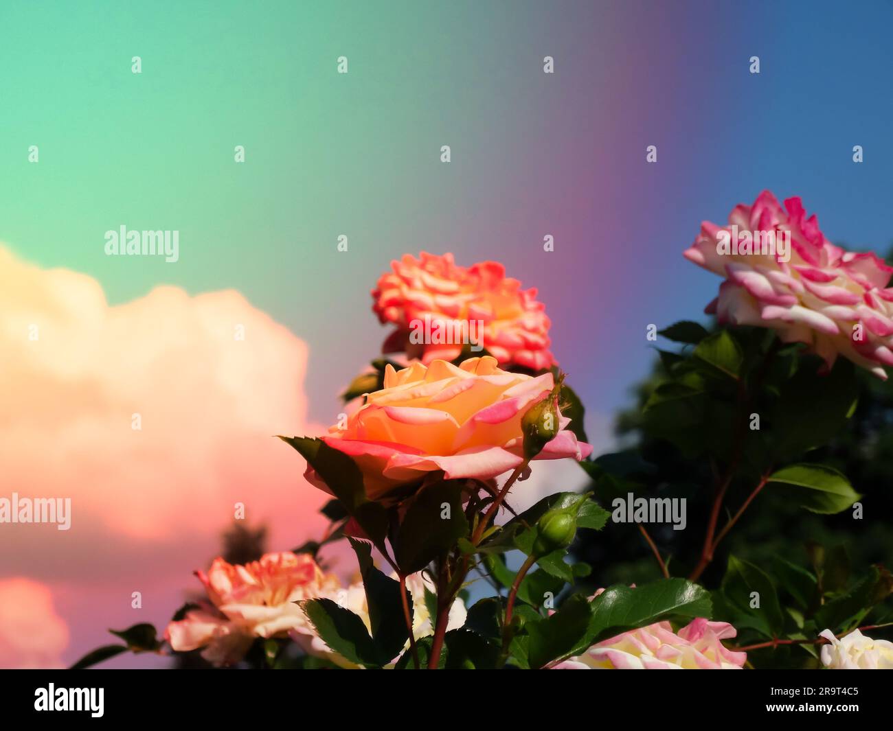 Gloria bloom hi-res stock photography and images - Alamy