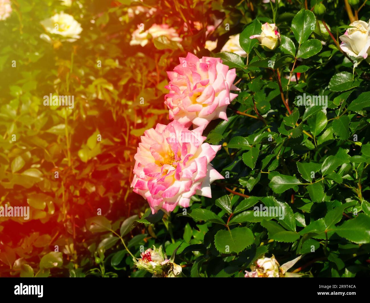 Gloria bloom hi-res stock photography and images - Alamy