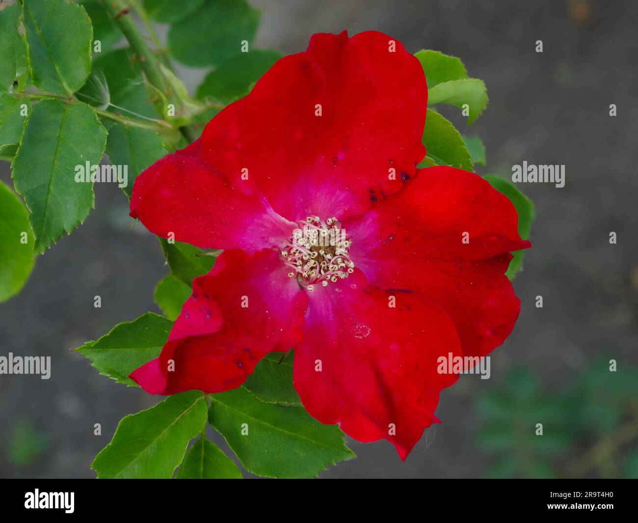 Pink rose flowers. Cinnamon rose Rosa majalis in garden. rose hips in ...