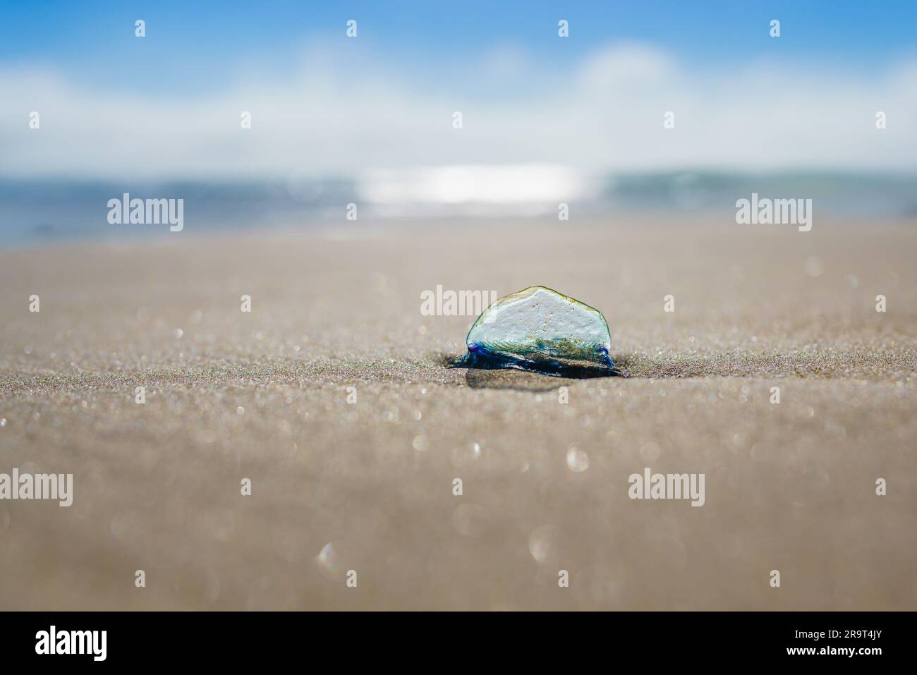 Blue sail jellyfish, or by-the-wind-sailor, or Velella Velella, close ...
